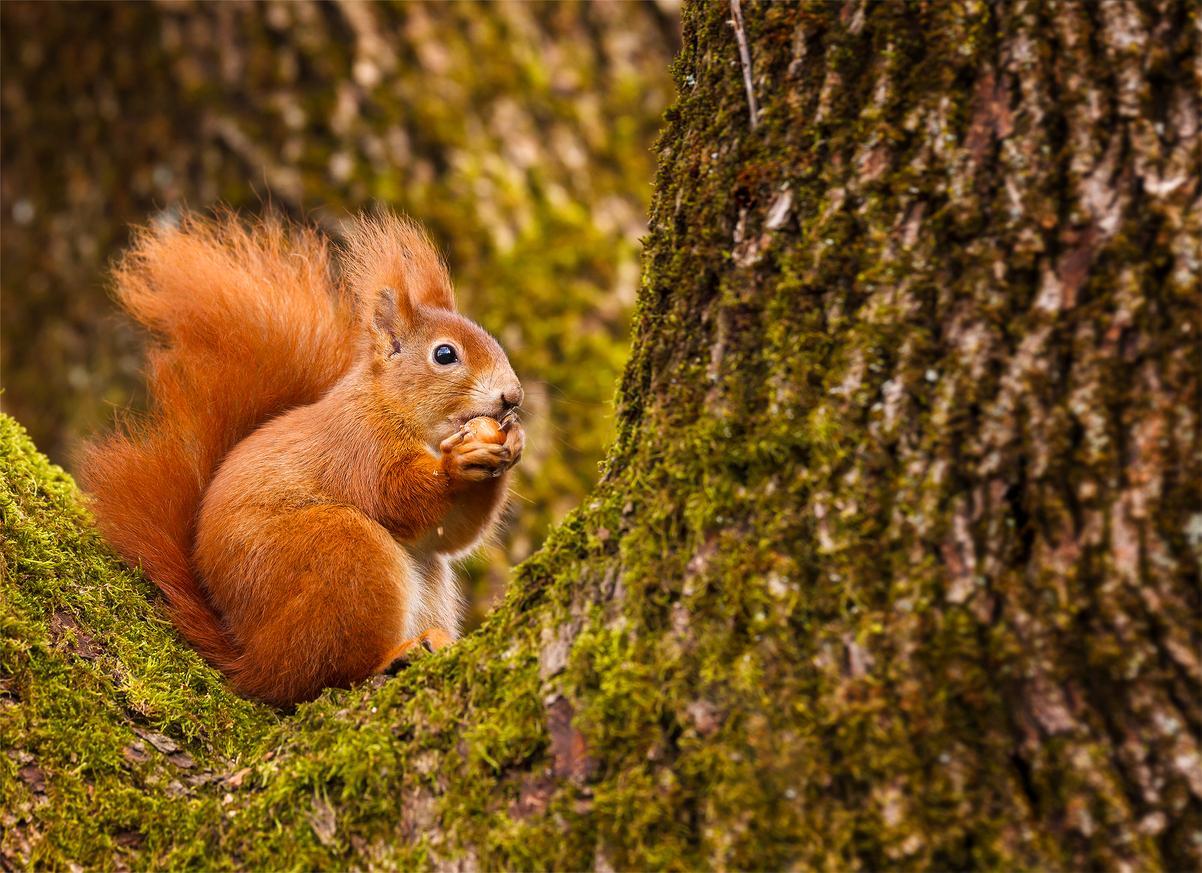 OÙ vivent les ÉCUREUILS ? HABITAT NATUREL ET RÉPARTITION