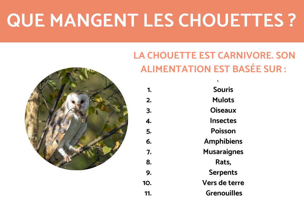 Que MANGENT les CHOUETTES - ALIMENTATION de la CHOUETTE