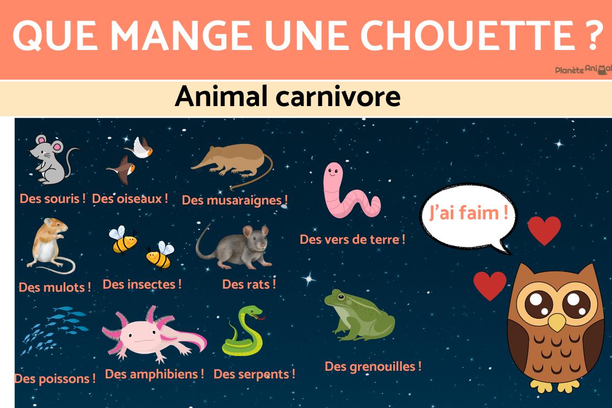 Que MANGENT les CHOUETTES - ALIMENTATION de la CHOUETTE
