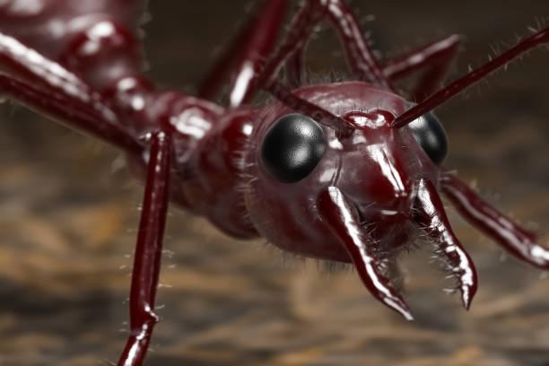Est-ce que les fourmis ont des yeux
