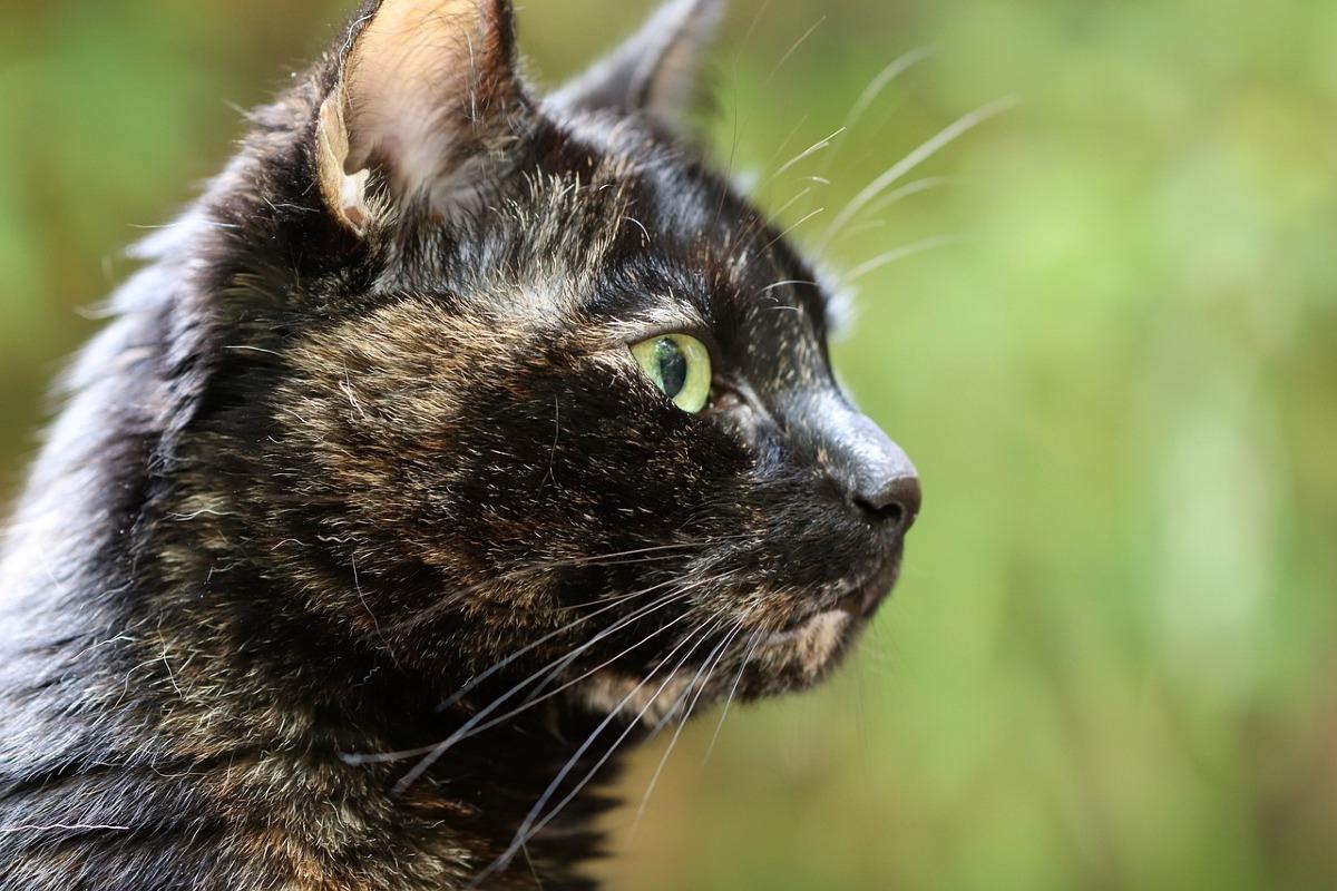 CHAT ÉCAILLE DE TORTUE - CARACTÈRE, caractéristiques et photos