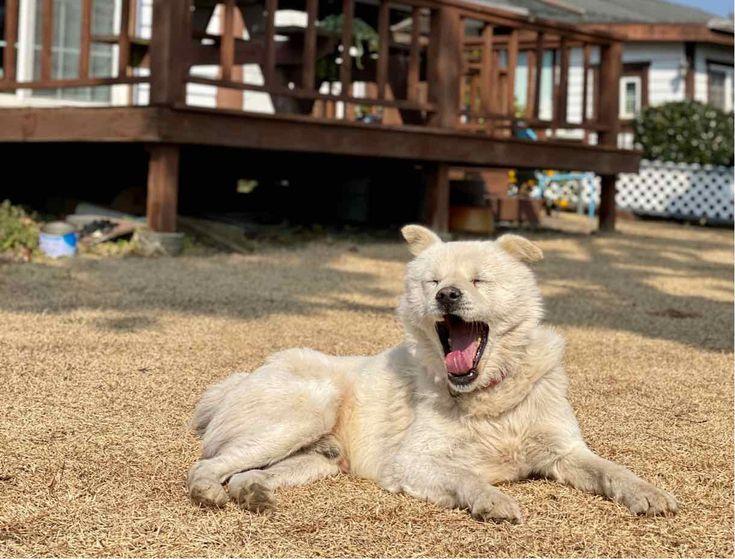 6 Races de CHIEN CORÉEN - Origine et CARACTÉRISTIQUES