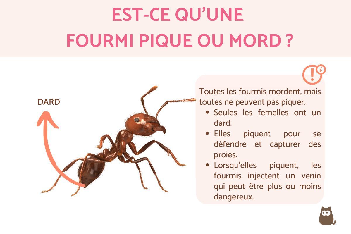 Est-ce que les FOURMIS PIQUENT ? - Liste des fourmis piqueuses (avec ...