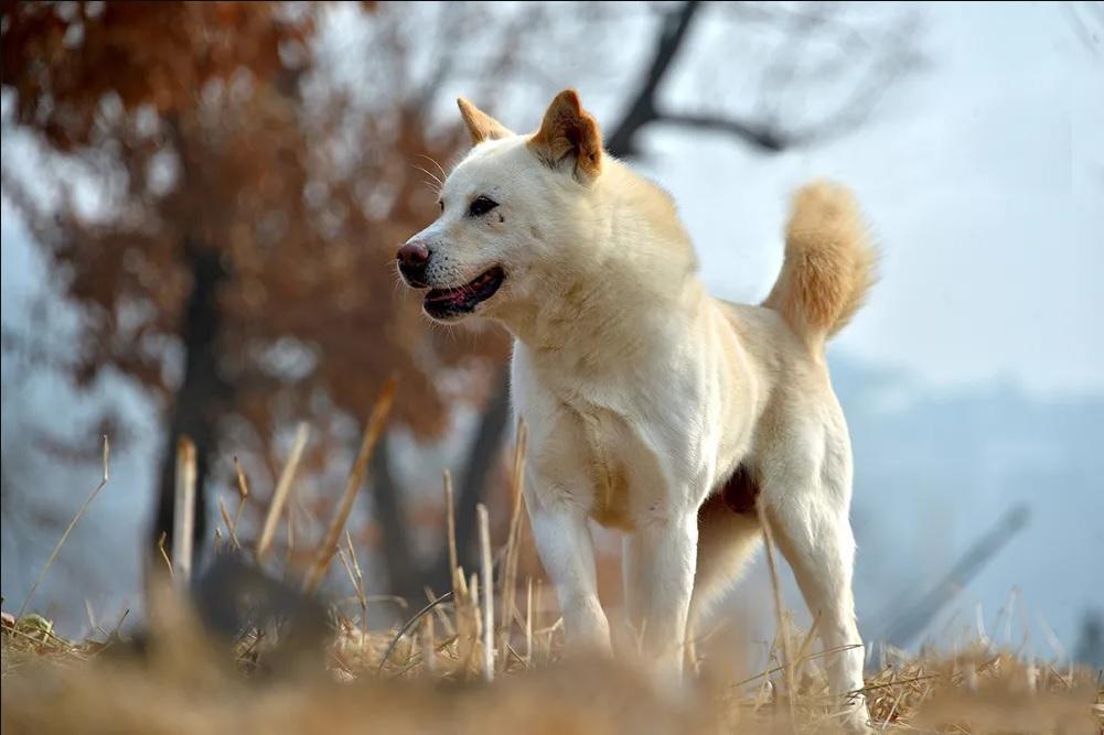 6 Races de CHIEN CORÉEN - Origine et CARACTÉRISTIQUES
