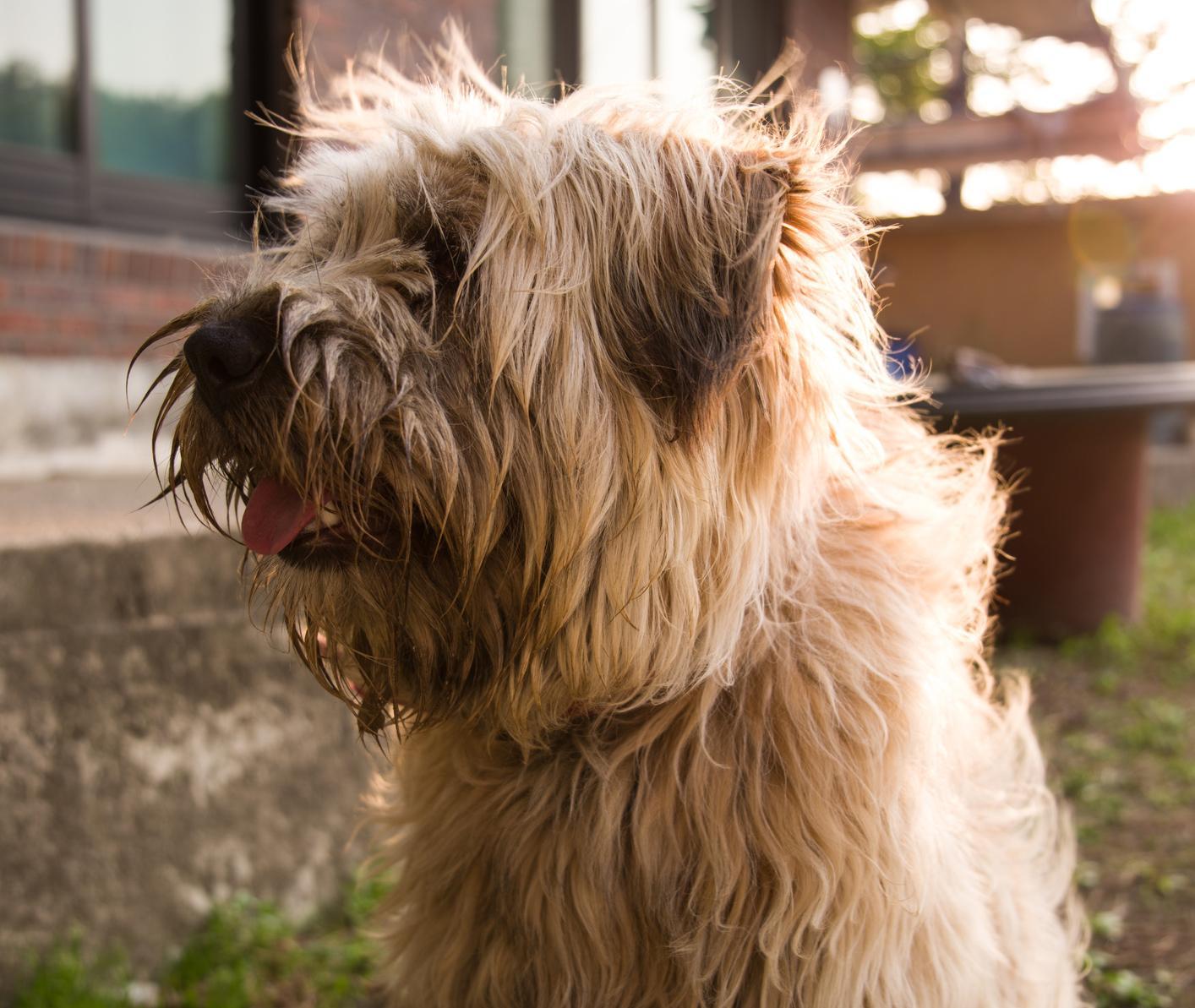 6 Races de CHIEN CORÉEN - Origine et CARACTÉRISTIQUES