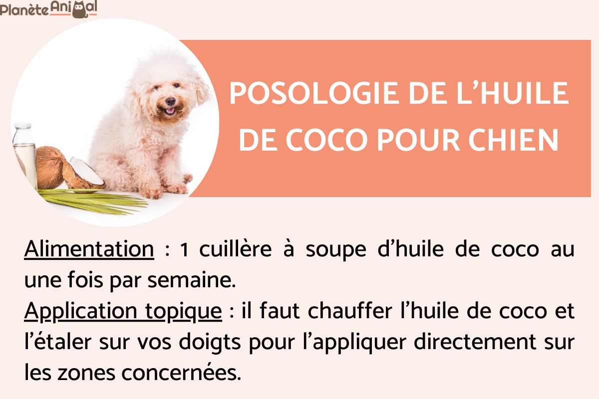 HUILE de COCO pour CHIEN - BIENFAITS et POSOLOGIE