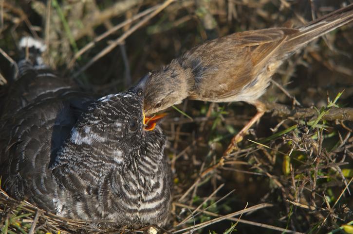 Le coucou - Nid, œuf, reproduction et naissance