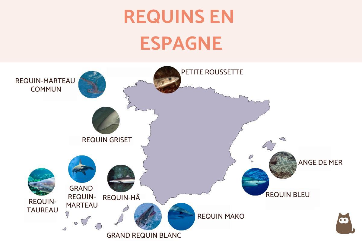 Y a t-il des REQUINS en ESPAGNE ? - Liste de REQUINS et HABITAT