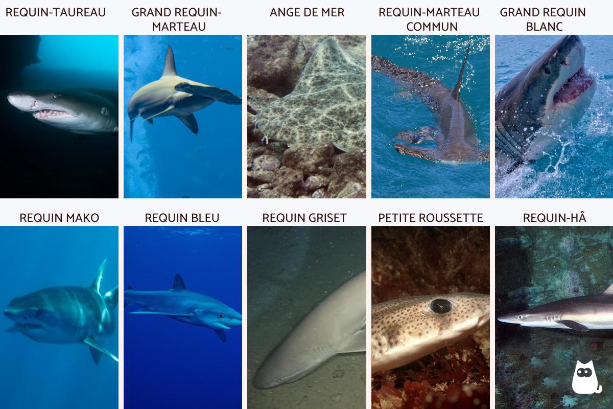 Y a t-il des REQUINS en ESPAGNE ? - Liste de REQUINS et HABITAT