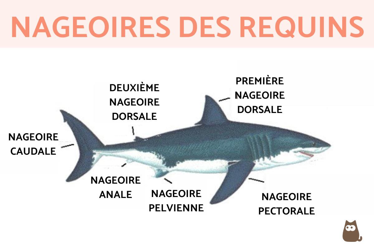 Anatomie du requin - GUIDE COMPLET