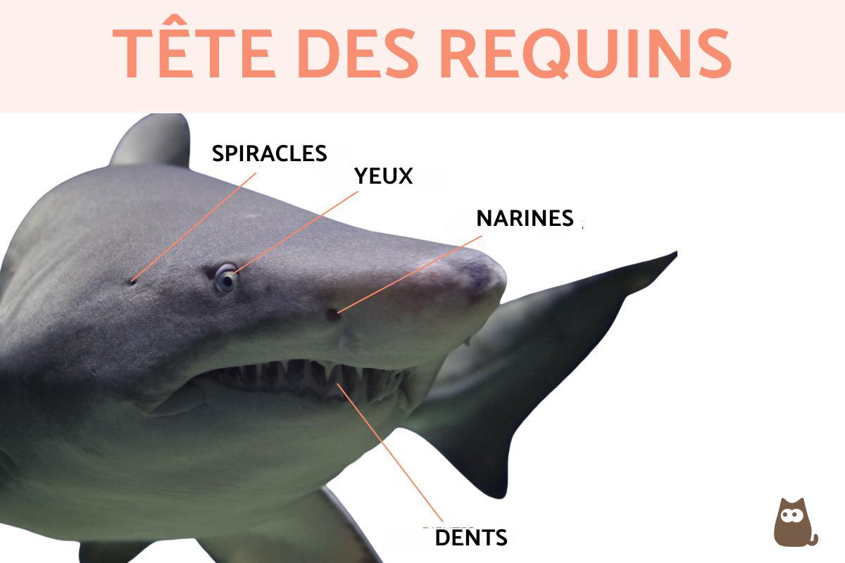 Anatomie du requin - GUIDE COMPLET