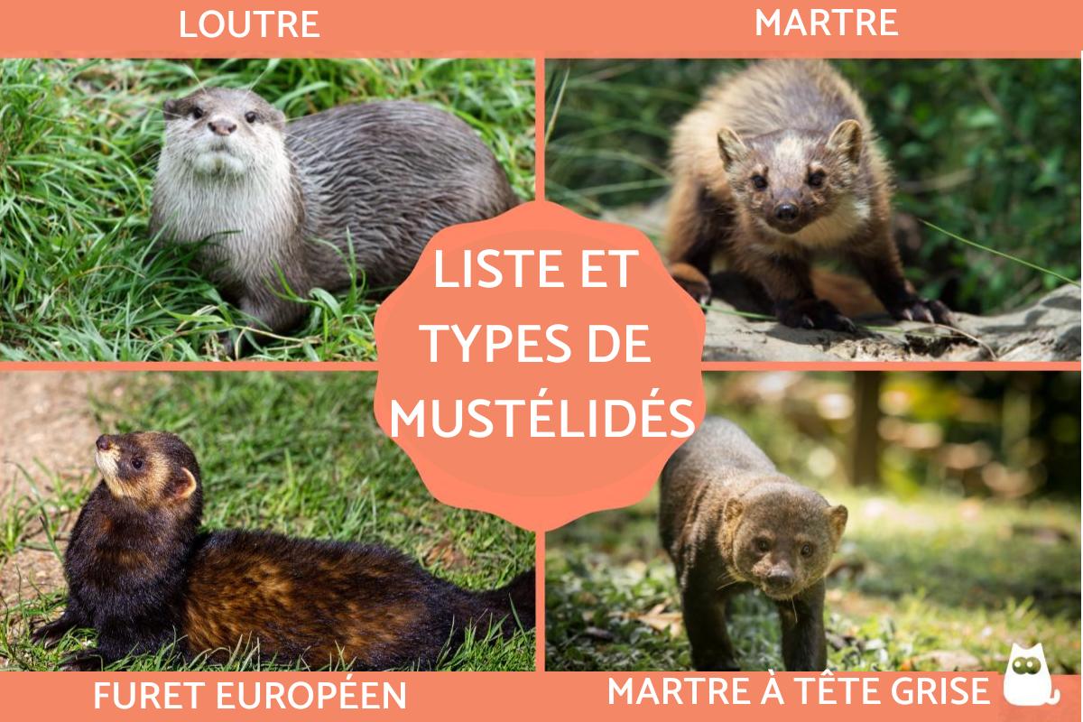 Mustélidés - liste, types et classification