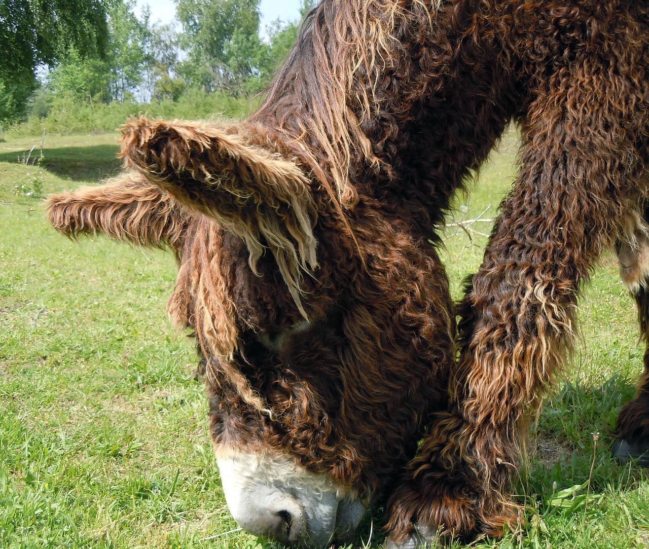 Les différences entre l'âne et le baudet