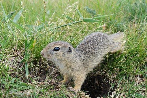 PLUS de 60 ANIMAUX en S - Caractéristiques et PHOTOS