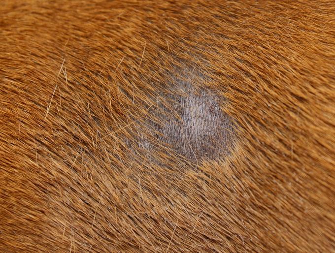 La teigne chez le chien - Symptômes et Traitement naturel