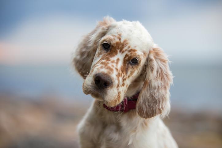 Races de chiens les plus populaires en France - TOP 30