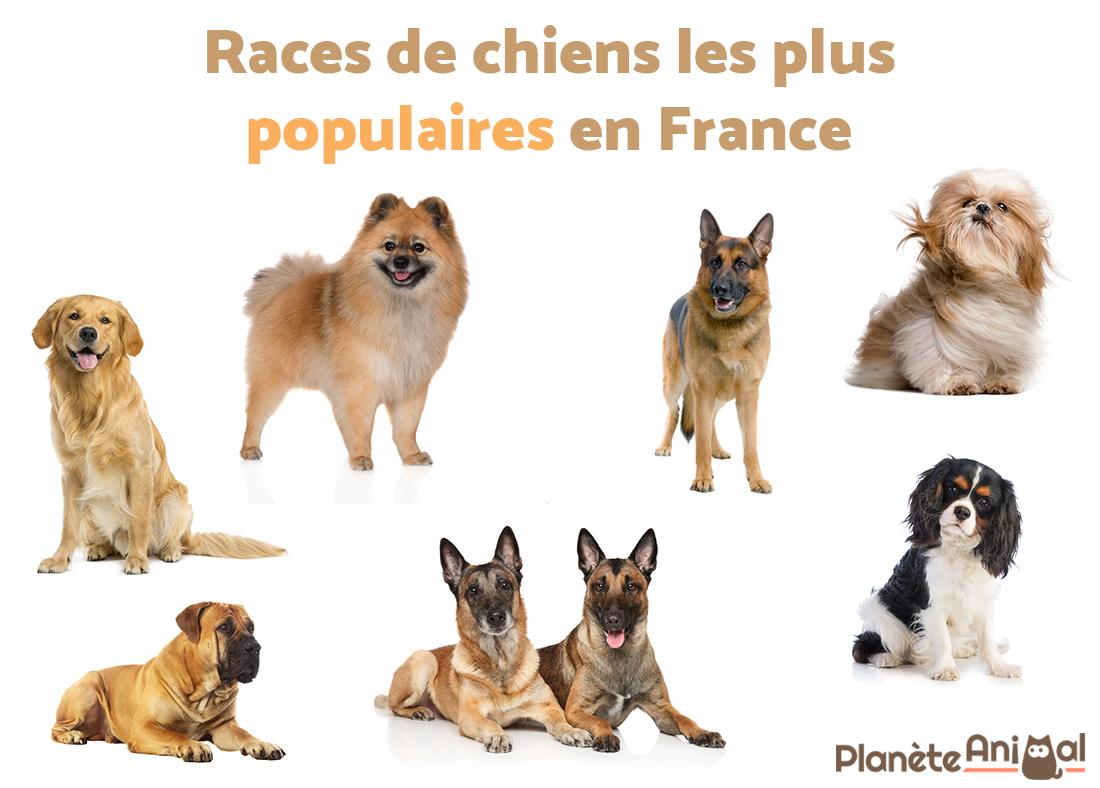 Races de chiens les plus populaires en France - TOP 30