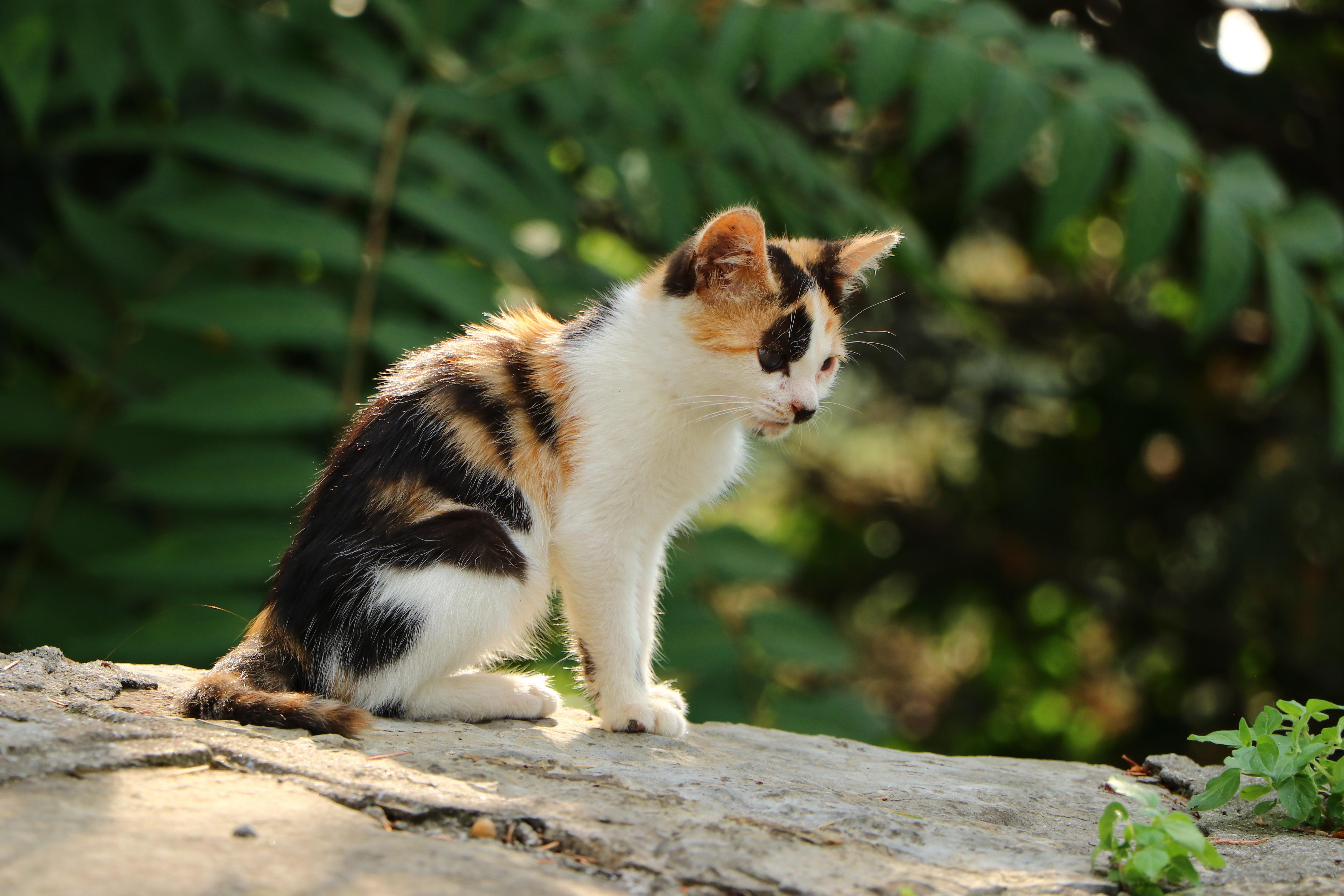 Chat tricolore : caractère et signification spirituelle