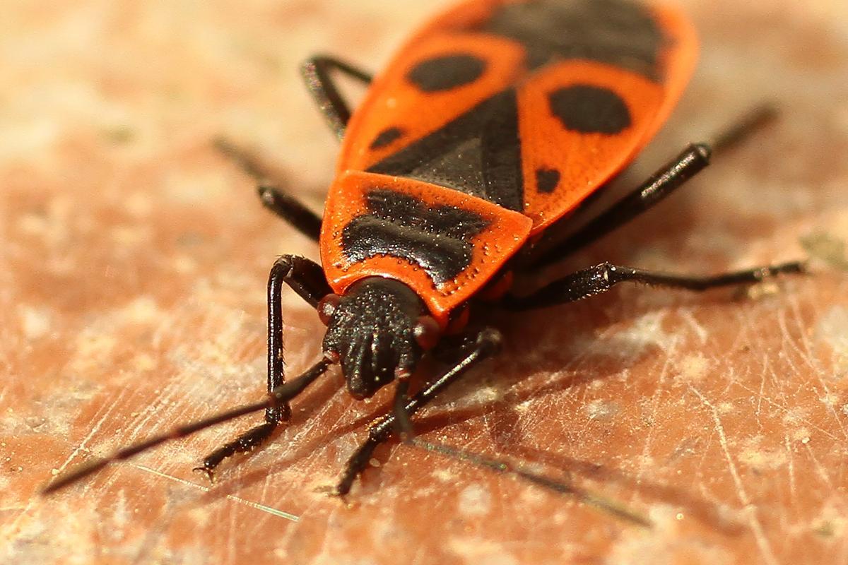 L'insecte gendarme est-il dangereux