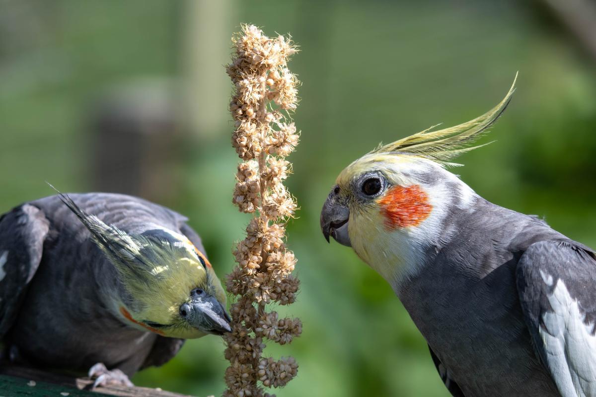 QUE MANGE une PERRUCHE CALOPSITTE - SAUVAGE ou en CAPTIVITÉ