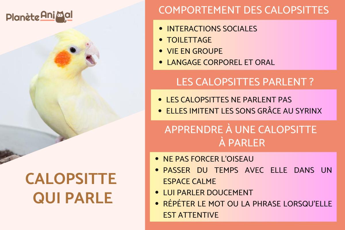 CALOPSITTE qui PARLE - LANGAGE de la CALOPSITTE