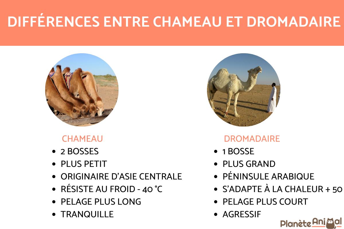 DIFFÉRENCES entre CHAMEAU et DROMADAIRE