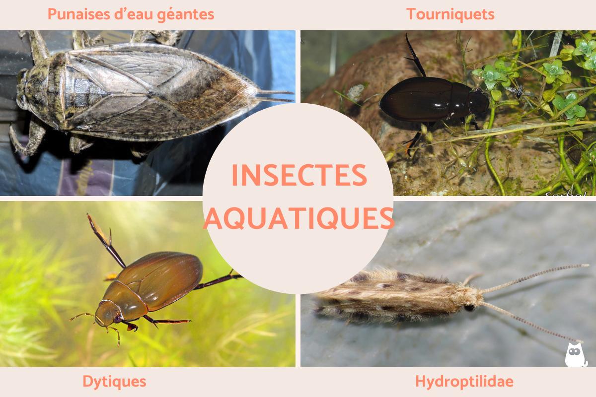 Insecte AQUATIQUE - LISTE et CARACTÉRISTIQUES