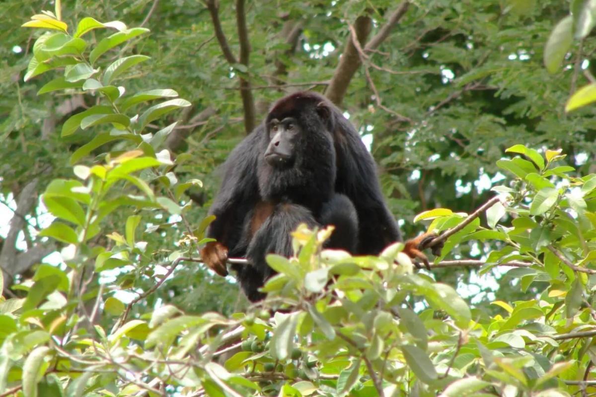 Singes hurleurs ou alouates : espèces et caractéristiques