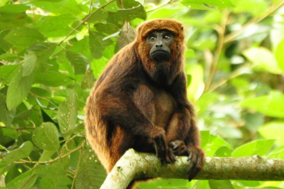 Singes hurleurs ou alouates : espèces et caractéristiques