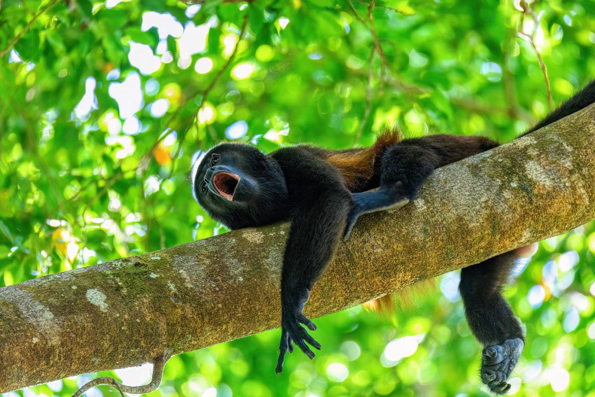 Singes hurleurs ou alouates : espèces et caractéristiques