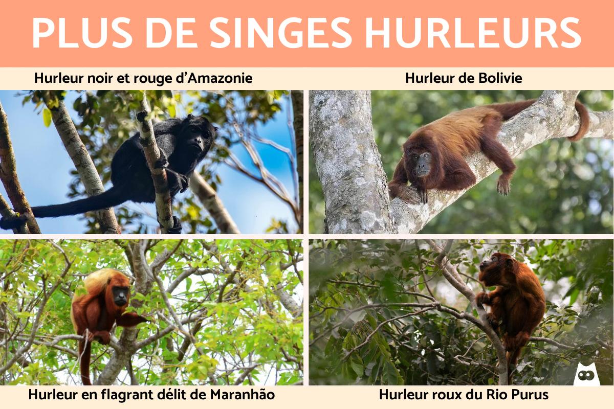 Singes hurleurs ou alouates : espèces et caractéristiques