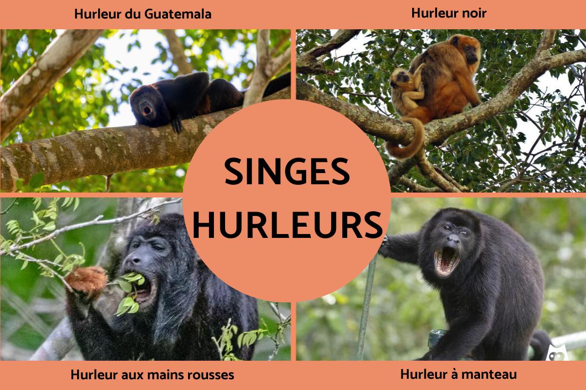 Singes hurleurs ou alouates : espèces et caractéristiques