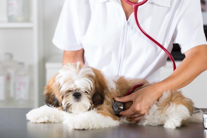 ŒDÈME PULMONAIRE chez le CHIEN - SYMPTÔMES et TRAITEMENT