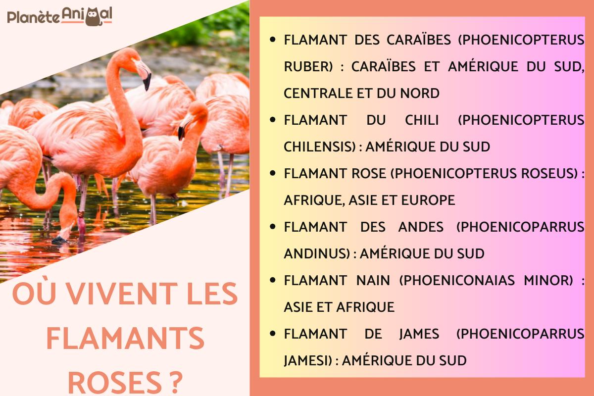 Où VIVENT les FLAMANTS ROSES - Habitat et distribution