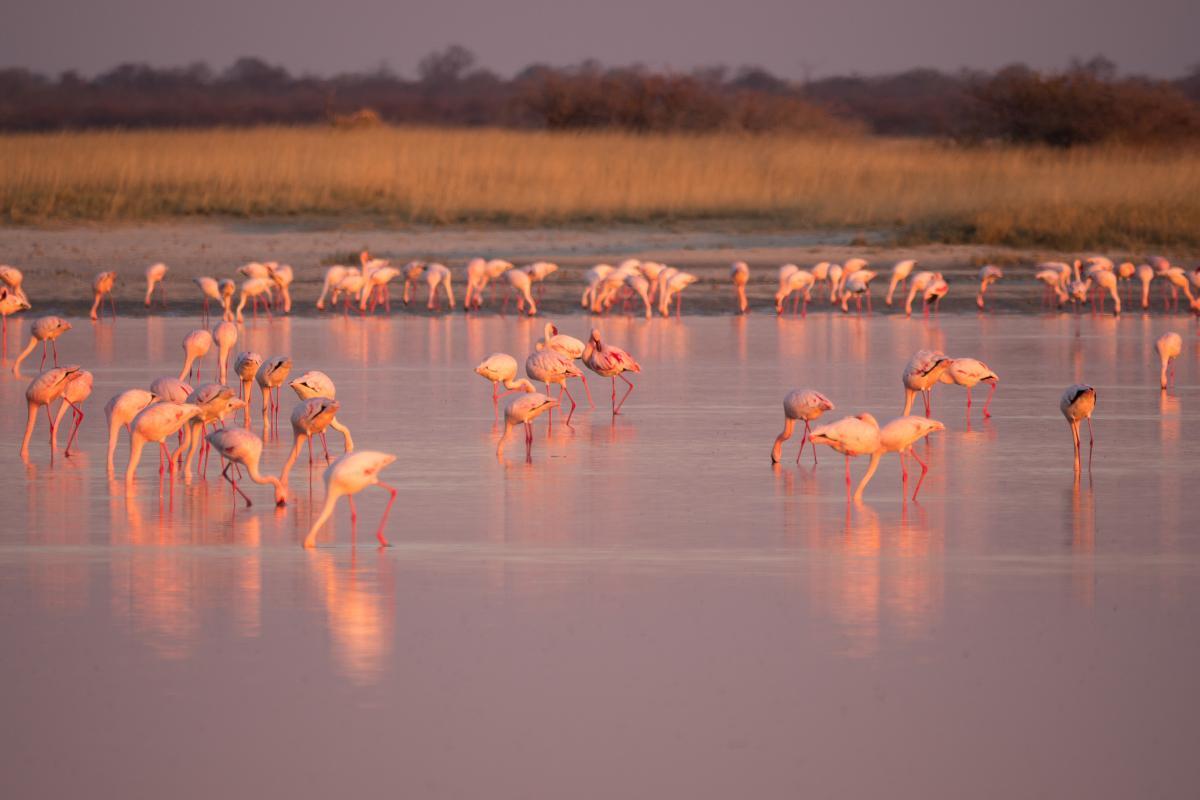 Où VIVENT les FLAMANTS ROSES - Habitat et distribution