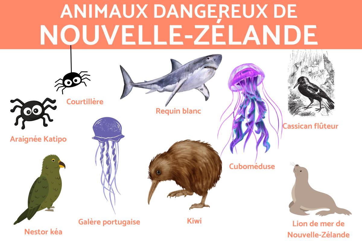 12 Animaux dangereux de Nouvelle-Zélande - avec PHOTOS