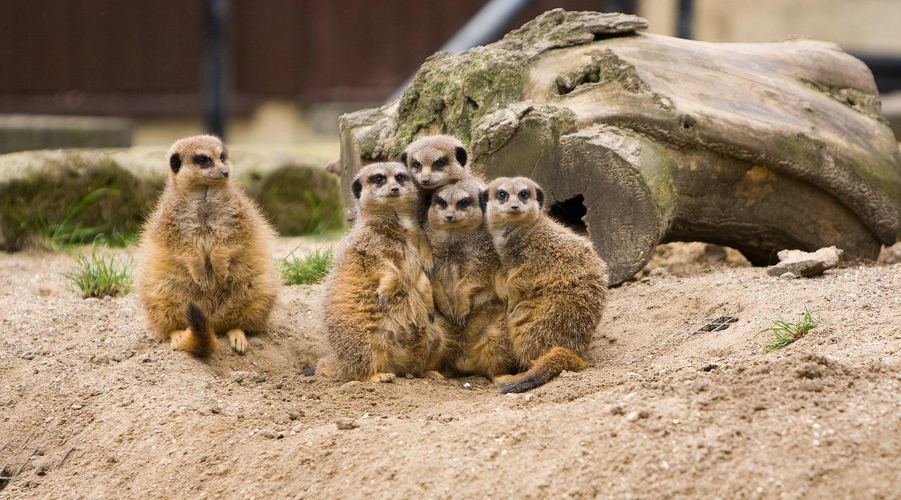 Le Suricate comme animal de compagnie