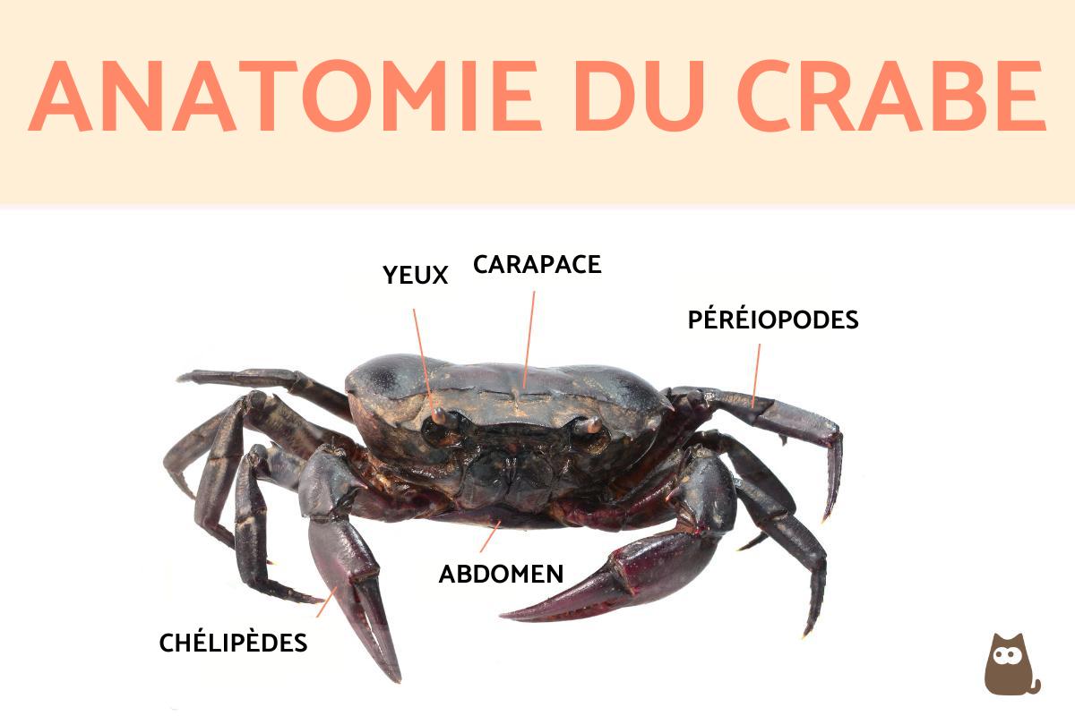 Anatomie du crabe
