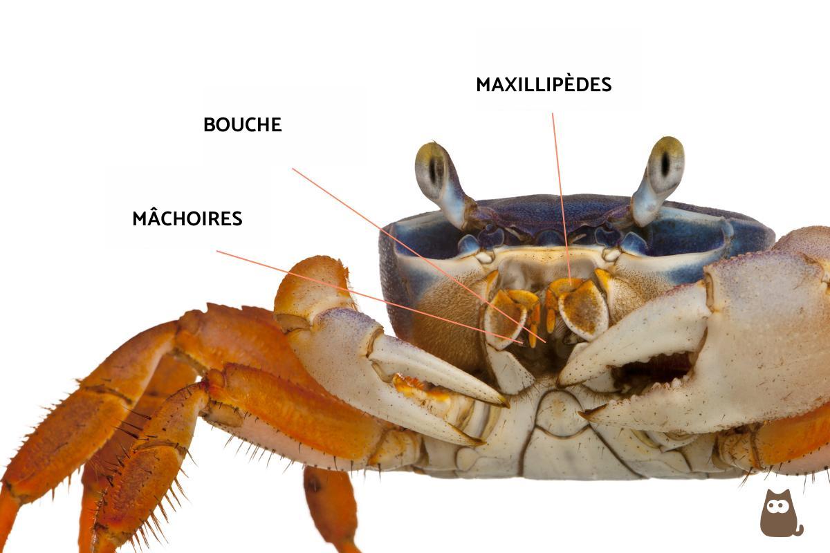 Anatomie du crabe