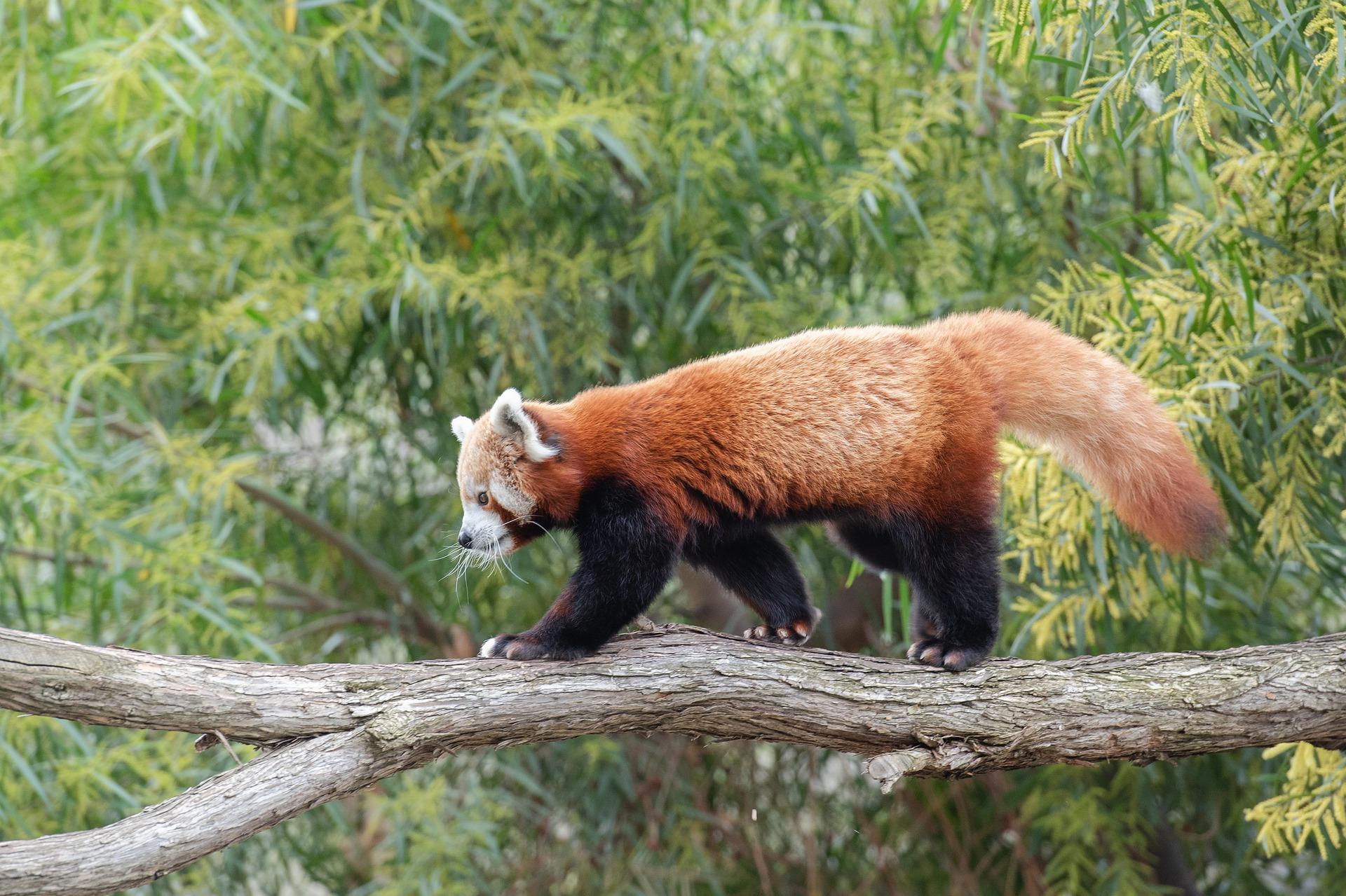 PANDA ROUX (Ailurus fulgens) - Habitat, Caractéristiques et PHOTOS