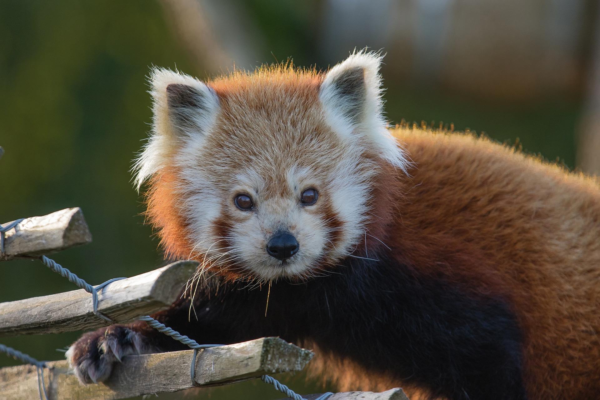 PANDA ROUX (Ailurus fulgens) - Habitat, Caractéristiques et PHOTOS