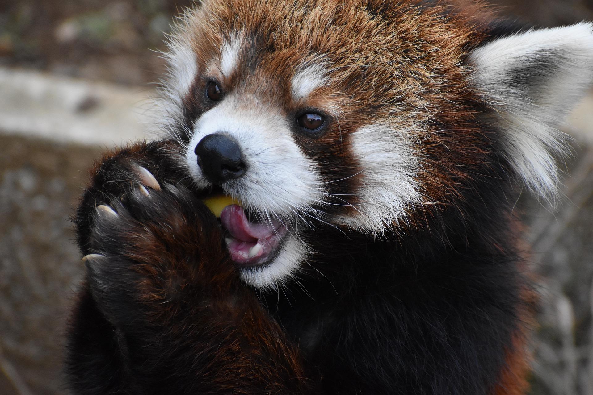 PANDA ROUX (Ailurus fulgens) - Habitat, Caractéristiques et PHOTOS