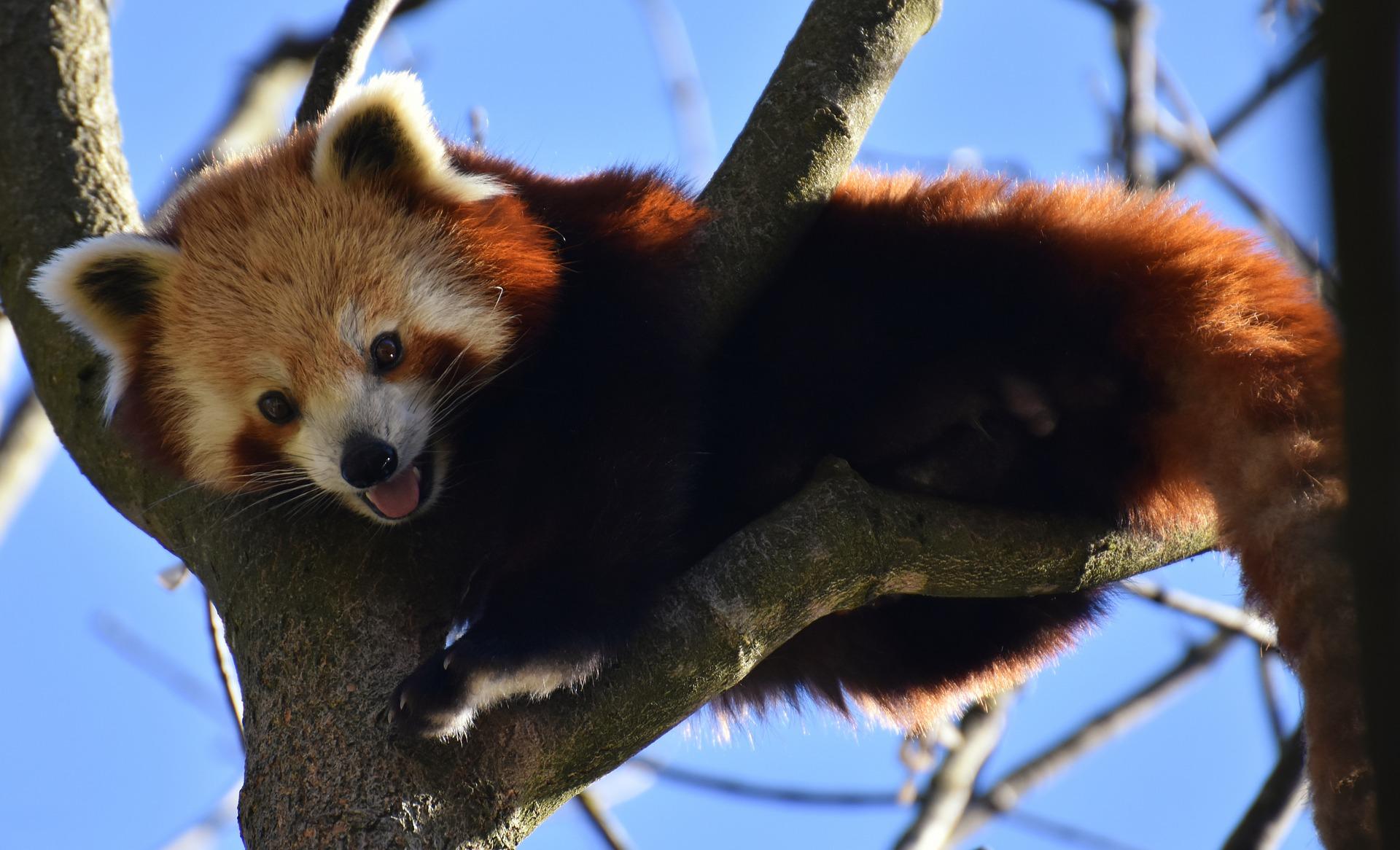 PANDA ROUX (Ailurus fulgens) - Habitat, Caractéristiques et PHOTOS