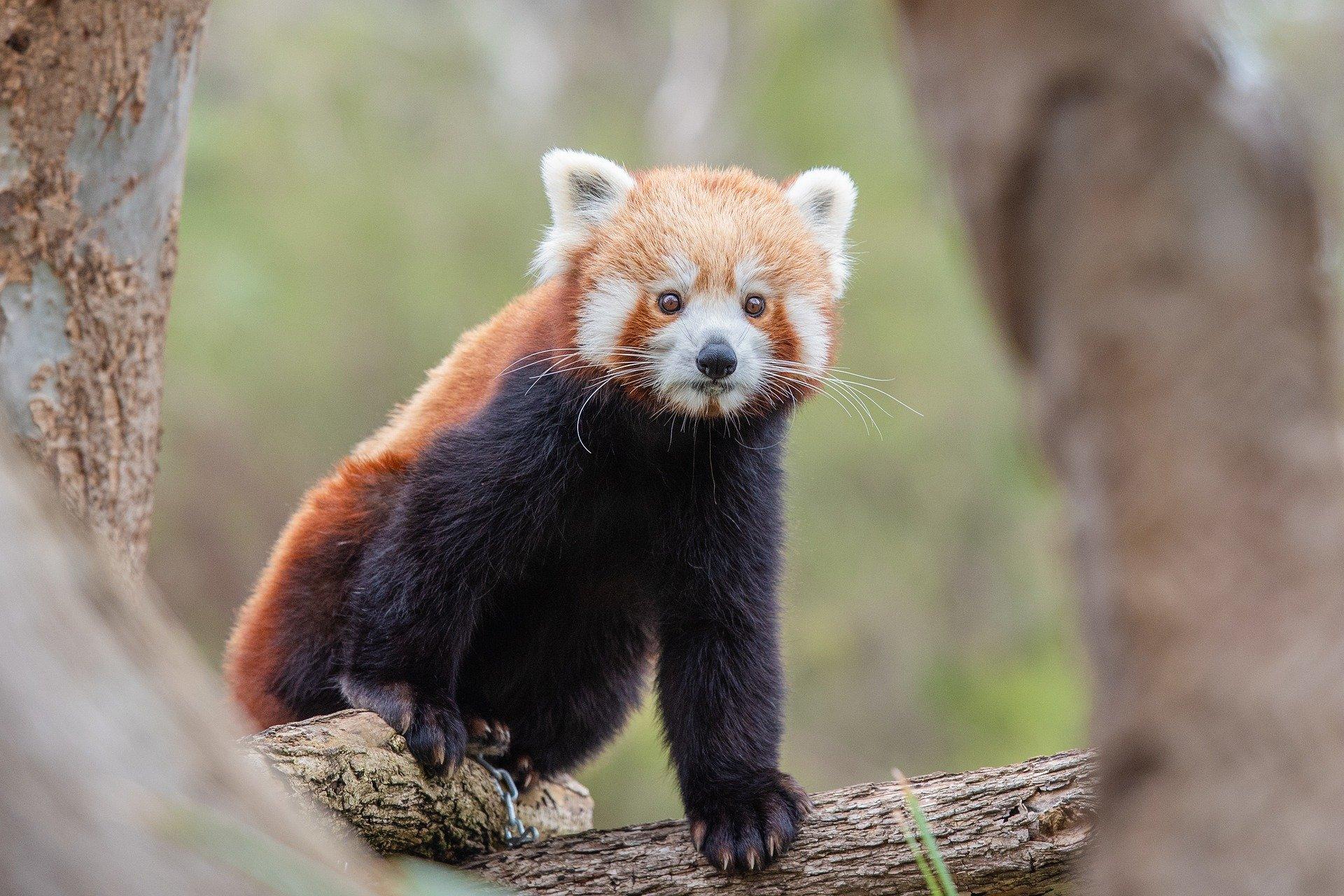 PANDA ROUX (Ailurus fulgens) - Habitat, Caractéristiques et PHOTOS