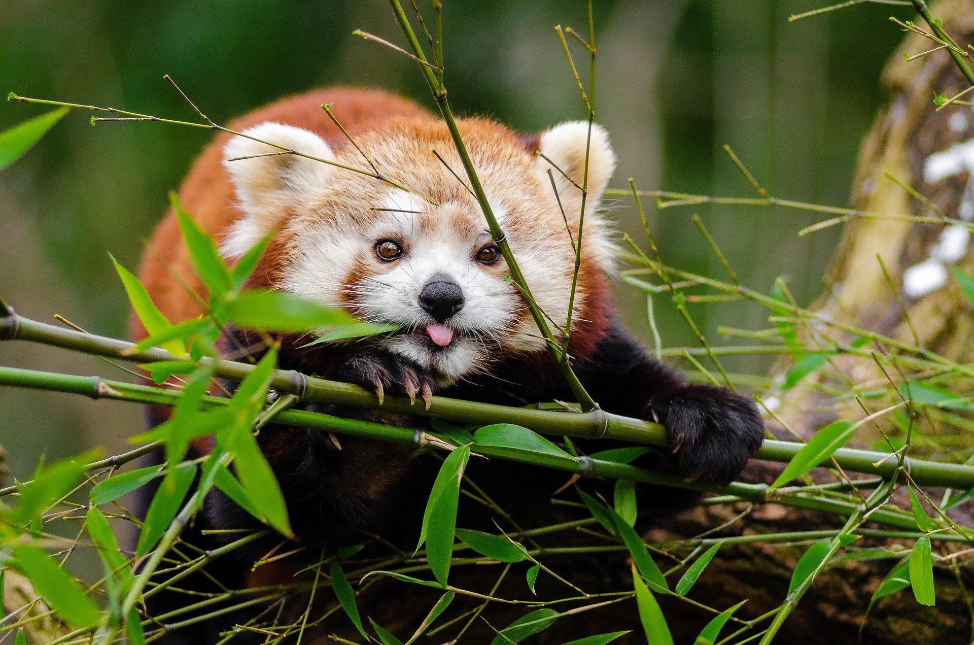 PANDA ROUX (Ailurus fulgens) - Habitat, Caractéristiques et PHOTOS