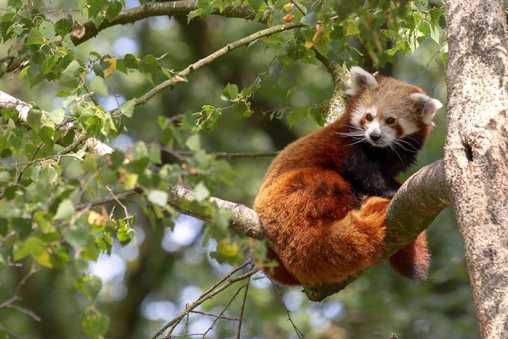 PANDA ROUX (Ailurus fulgens) - Habitat, Caractéristiques et PHOTOS