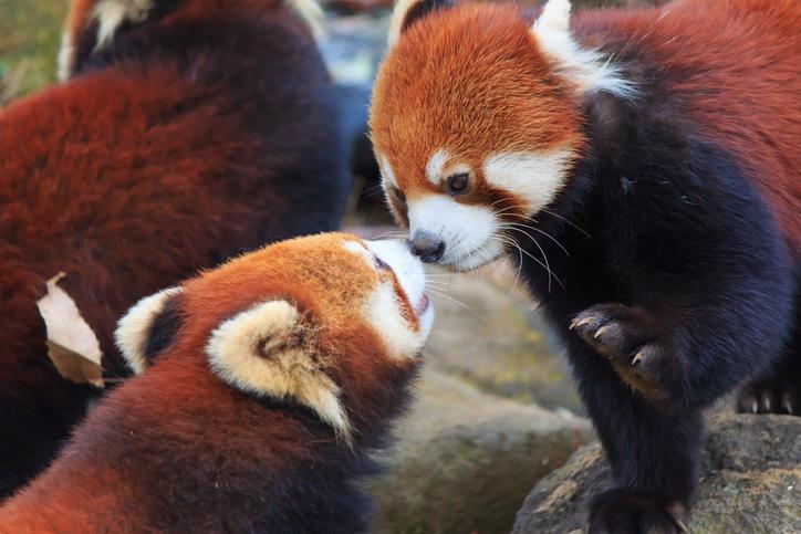 PANDA ROUX (Ailurus fulgens) - Habitat, Caractéristiques et PHOTOS