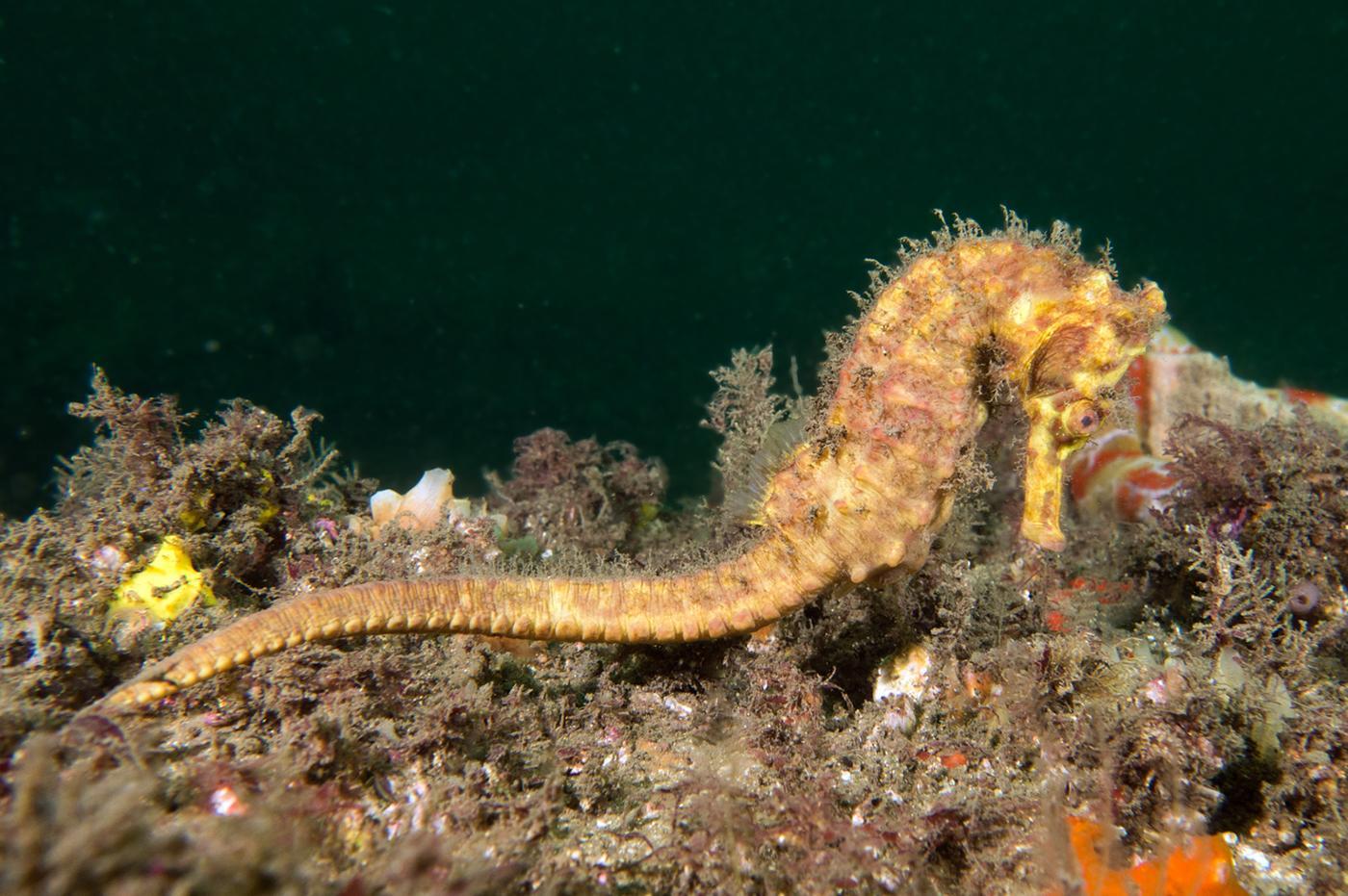 TOUS les TYPES d'HIPPOCAMPES avec PHOTOS