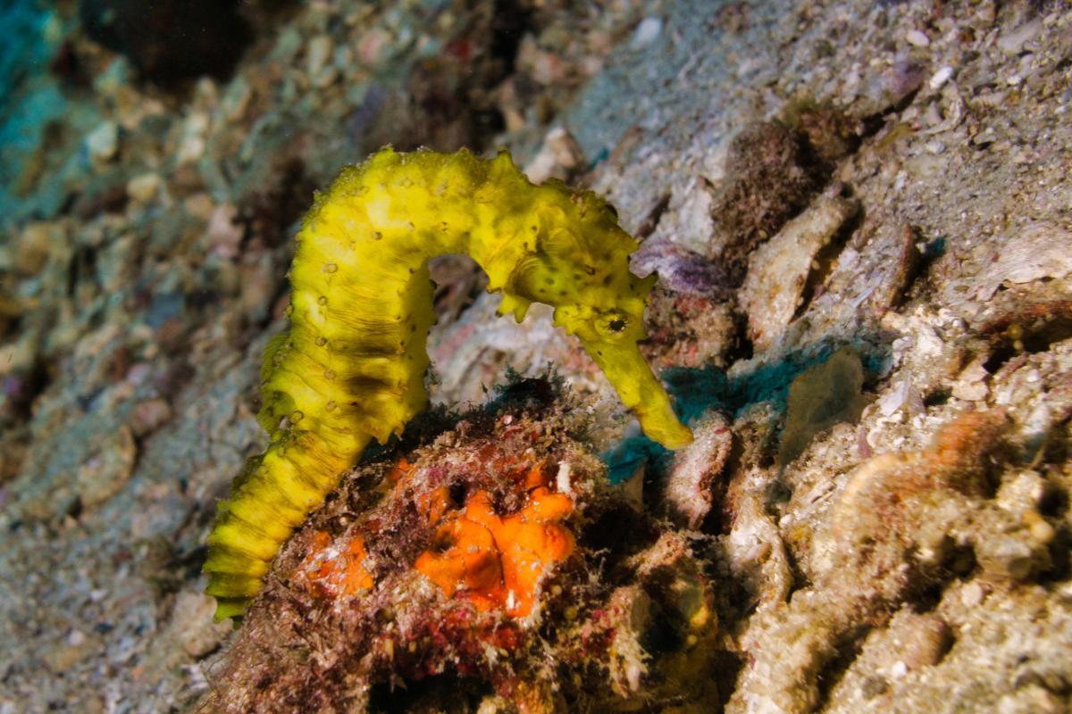 TOUS les TYPES d'HIPPOCAMPES avec PHOTOS