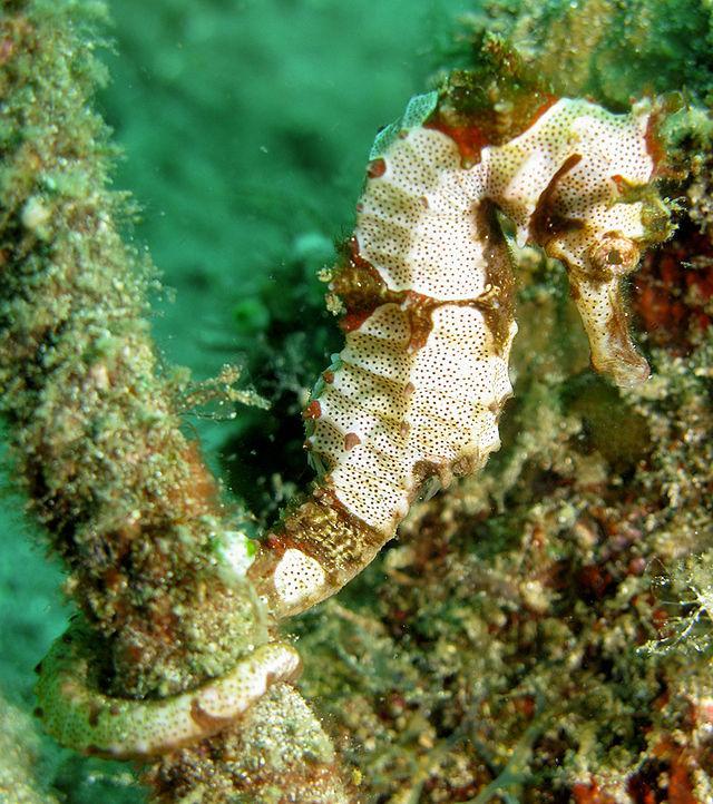 TOUS les TYPES d'HIPPOCAMPES avec PHOTOS